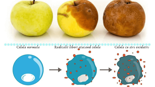 Ce sunt radicalii liberi si ce boli provoaca? – SAM-Distribution