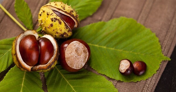 Hemoroizi: Tratamente naturiste si remedii eficiente - SAM-Distribution