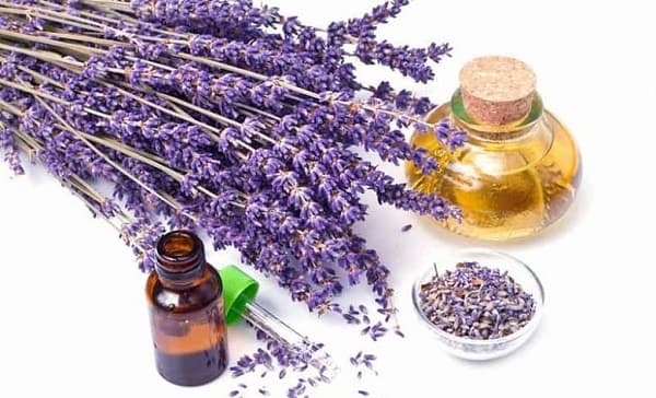 Lavanda: Ce este? Beneficii, Utilizari si Plantare | SAM-Distribution